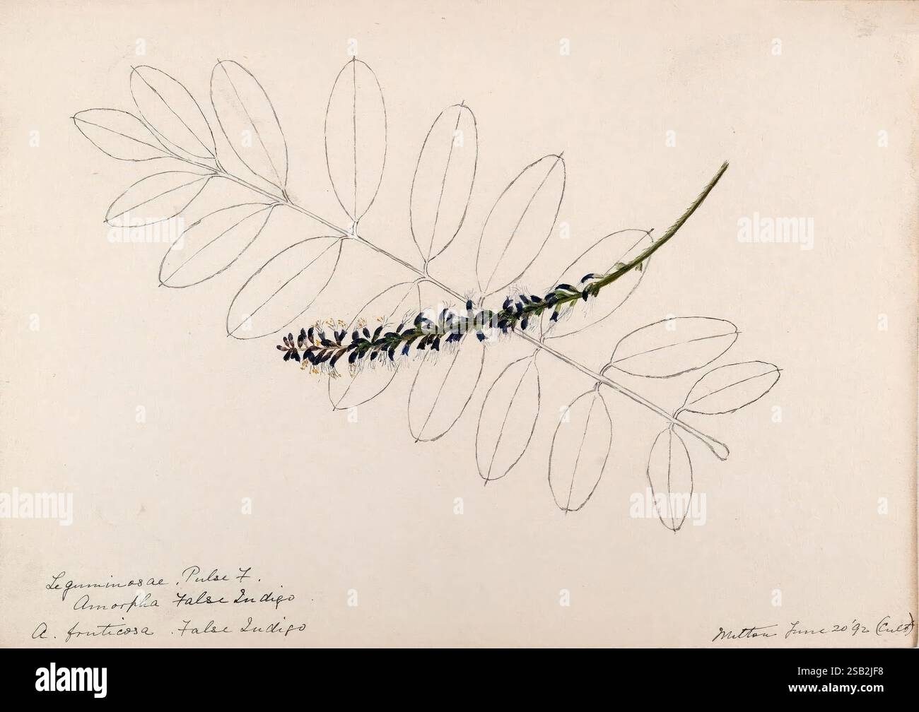 A botanical illustration featuring a detailed depiction of a plant from ...