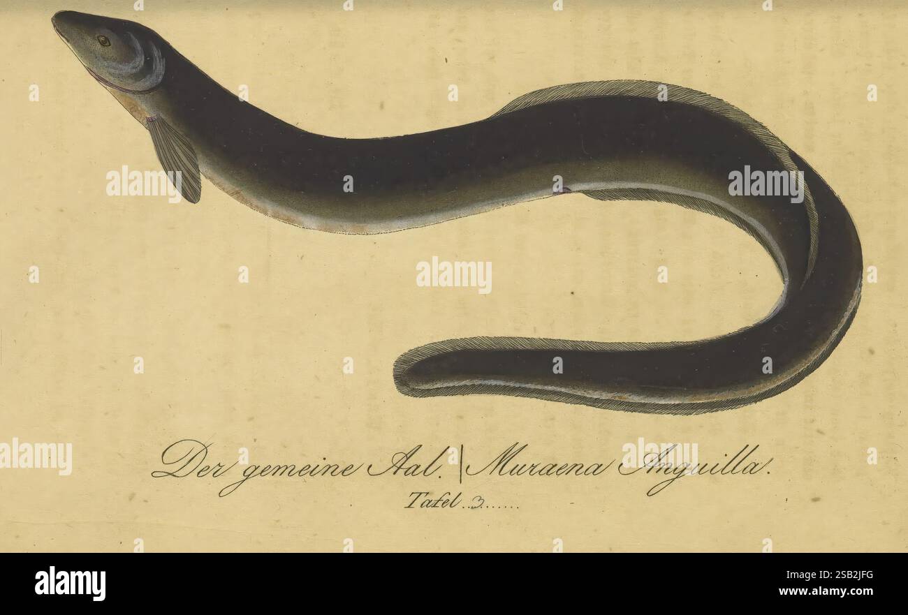 Eels form hi-res stock photography and images - Alamy