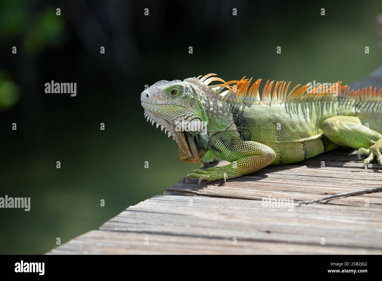 A Green Iguana (Iguana iguana) also known as American Iguana on a dock ...