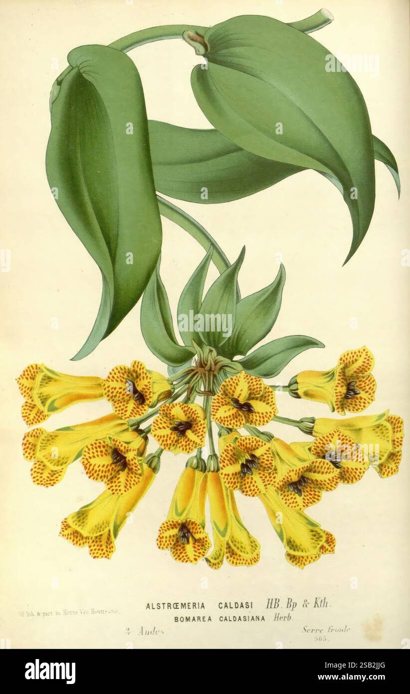 Elongated trumpet shape hi-res stock photography and images - Alamy