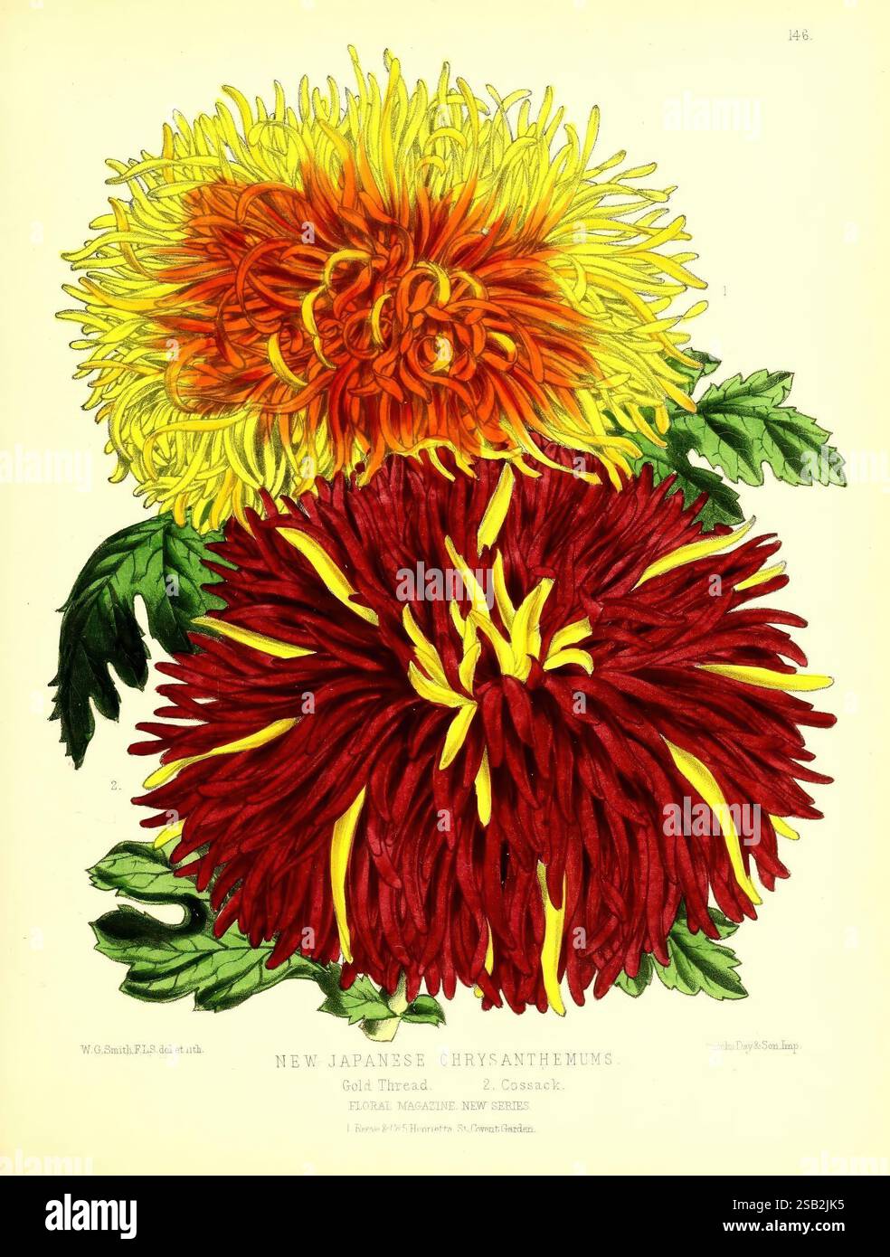 The floral magazine, London, L. Reeve & Co, flower gardening, flowers ...