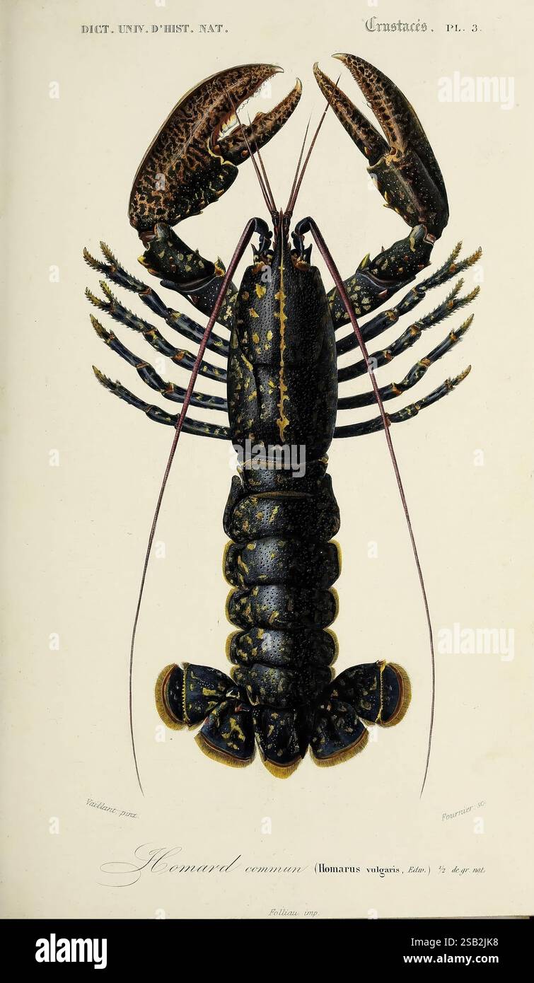 Dictionnaire universel d'histoire naturelle, Paris, Chez les editeurs ...