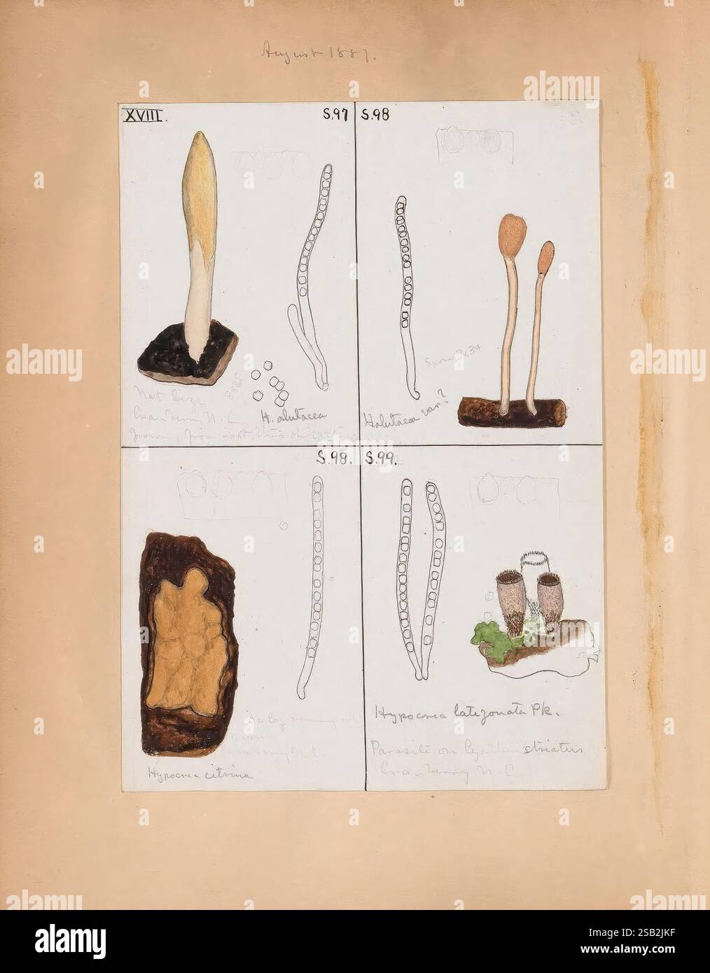 Roland Thaxter sketch book,, The illustration features four distinct ...