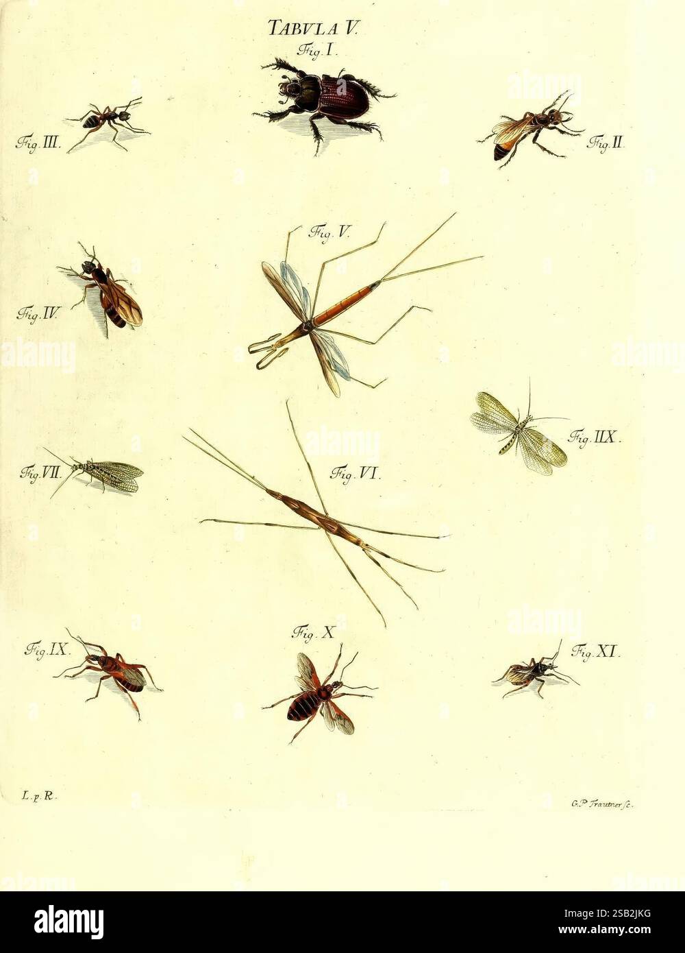 Two elongated insects hi-res stock photography and images - Alamy