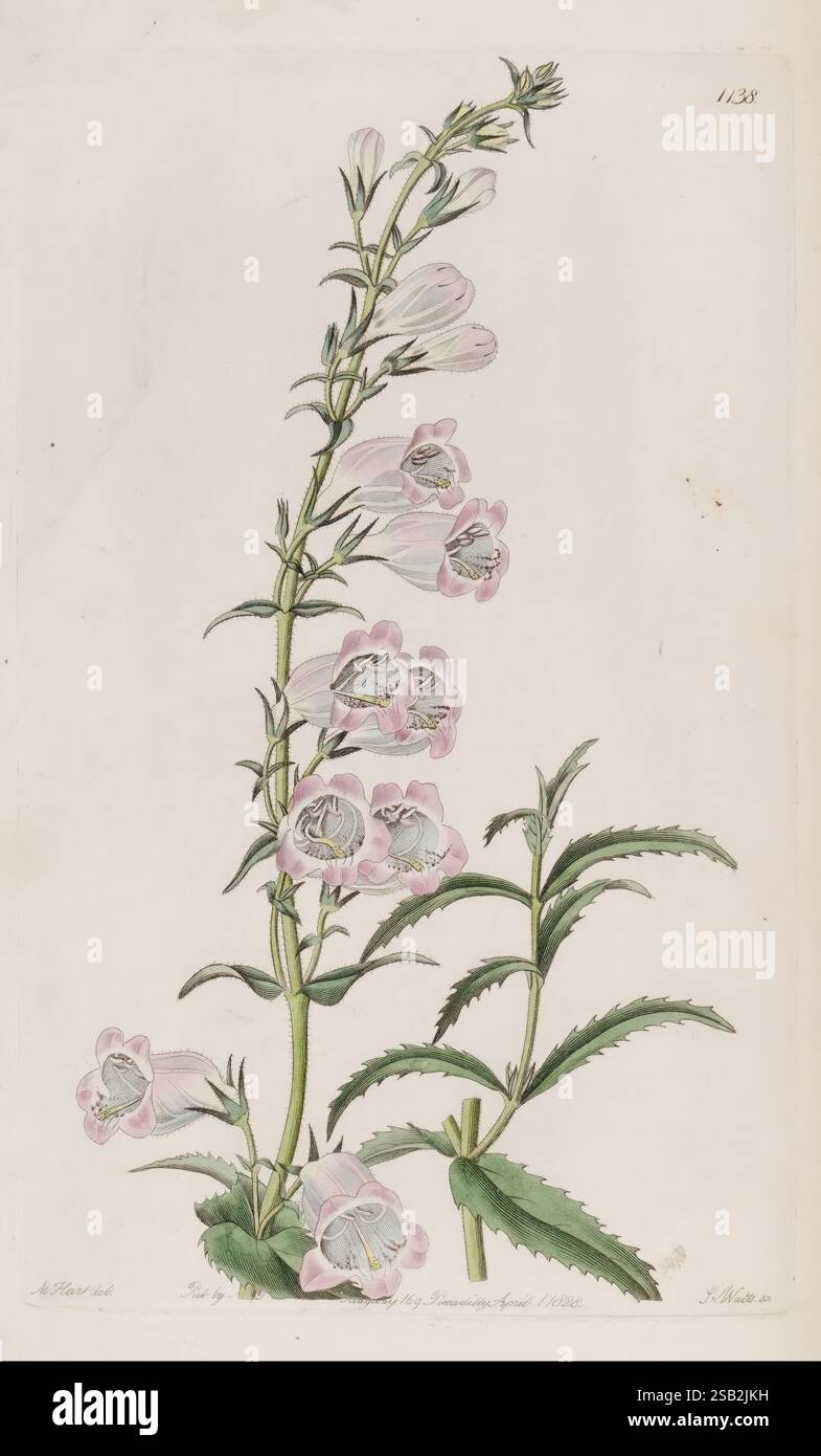 The Botanical Register, London, Printed for James Ridgway, 1815-1828 ...