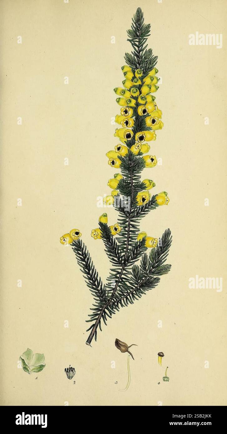 Prominent upright arrangement hi-res stock photography and images - Alamy