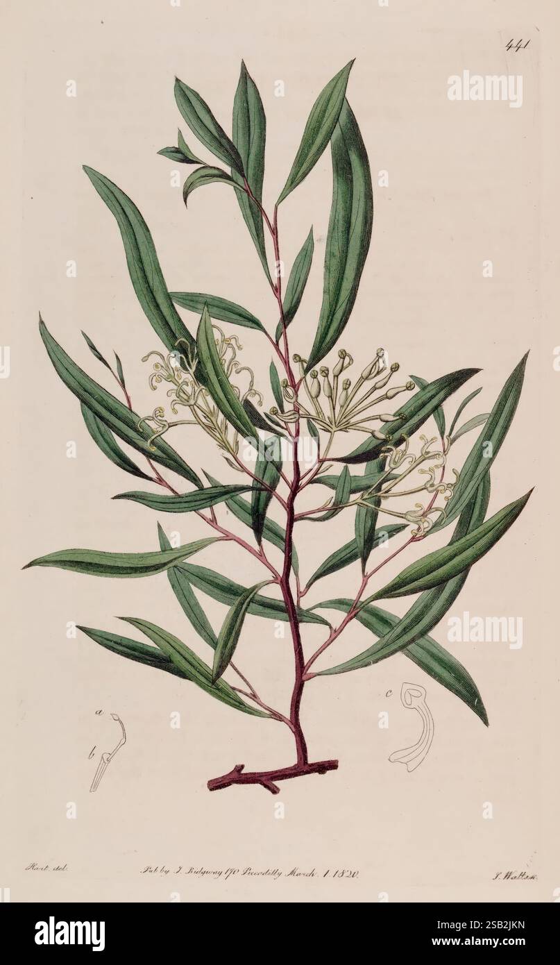 The Botanical Register, London, Printed for James Ridgway, 1815-1828 ...