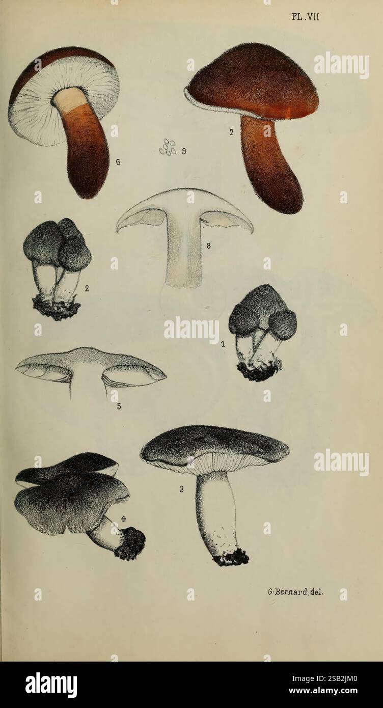 Annales de la Société des Sciences Naturelles de la Charente-Maritime ...