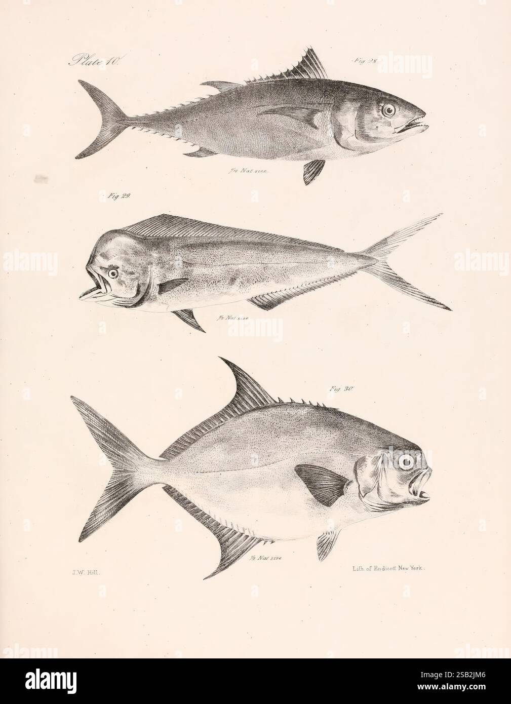 Zoology of New York, Albany, W. & A. White & J. Visscher, 1842-44 ...