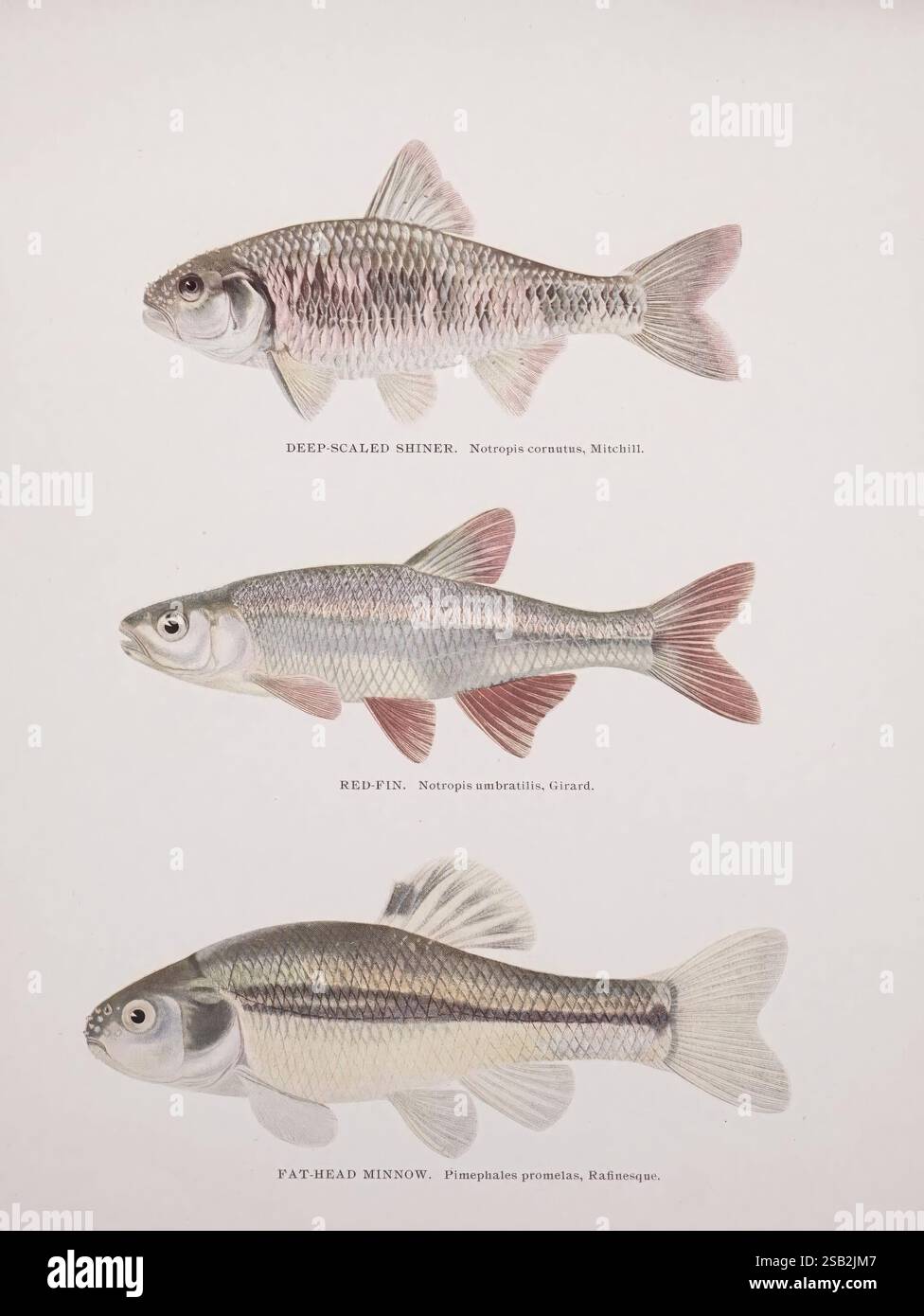 Slightly darker hue hi-res stock photography and images - Alamy