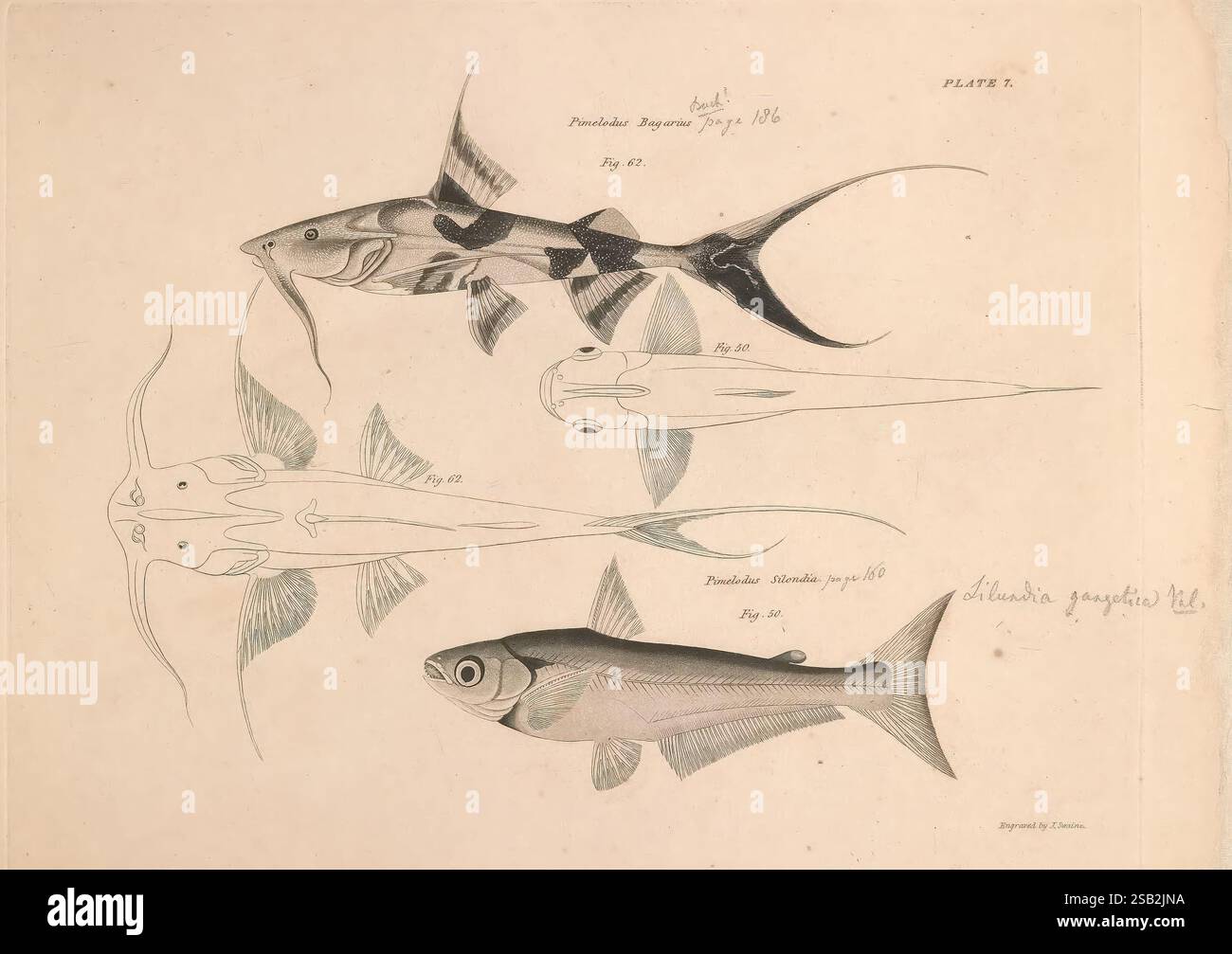 Genus pseudoplatystoma hi-res stock photography and images - Alamy