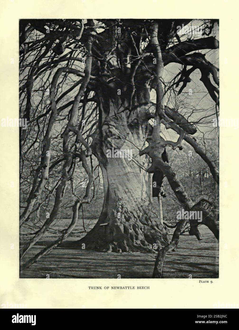 Gnarled tree extends hi-res stock photography and images - Alamy