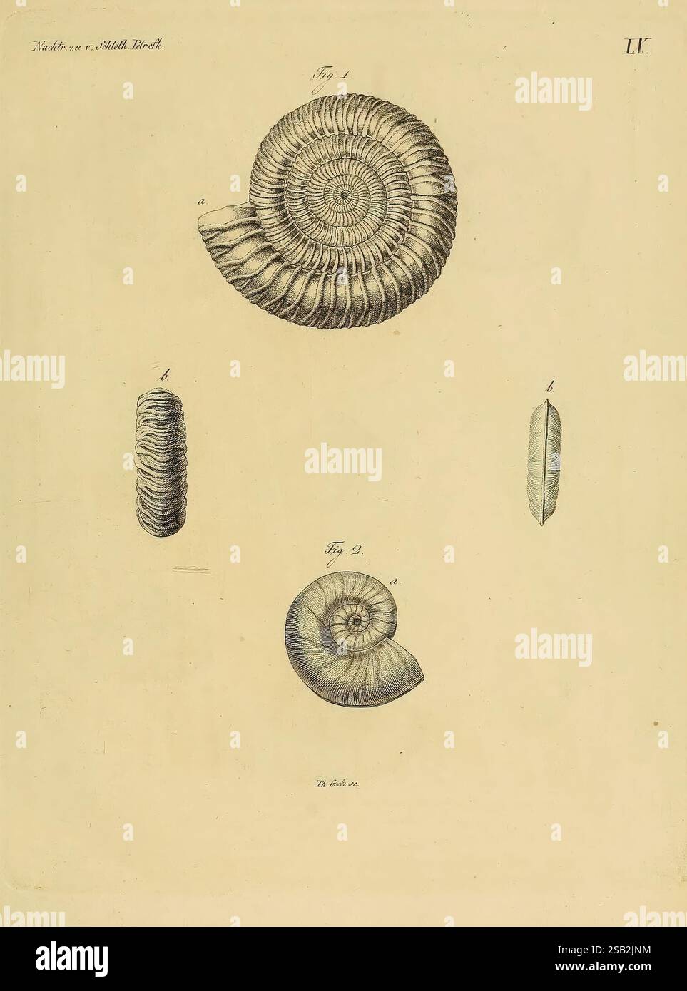 Renderings of ammonite fossils hi-res stock photography and images - Alamy