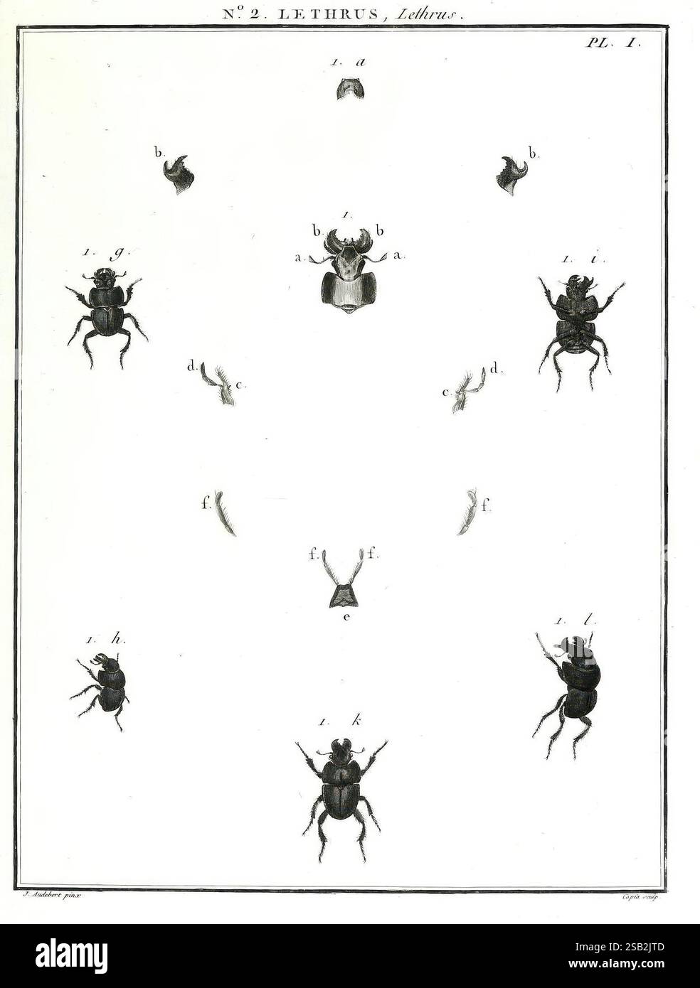 Deeper understanding of entomology hi-res stock photography and images ...