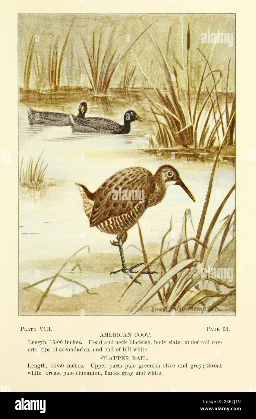 Coot showcases hi-res stock photography and images - Alamy