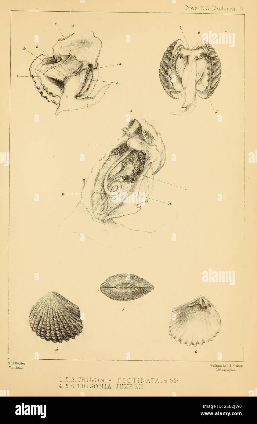 Lower segment presents additional shell types hi-res stock photography ...