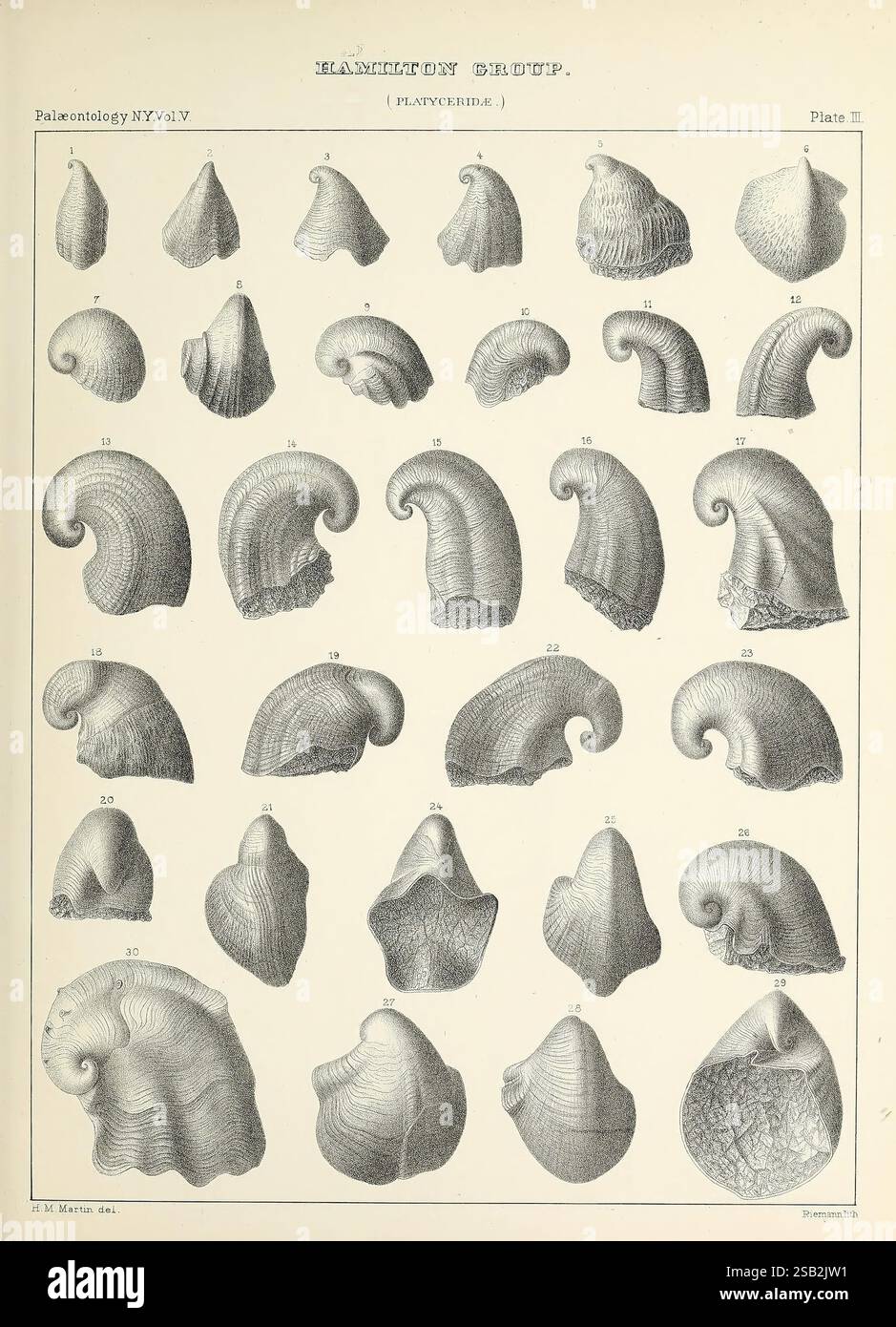 Morphology within paleontological research hi-res stock photography and ...