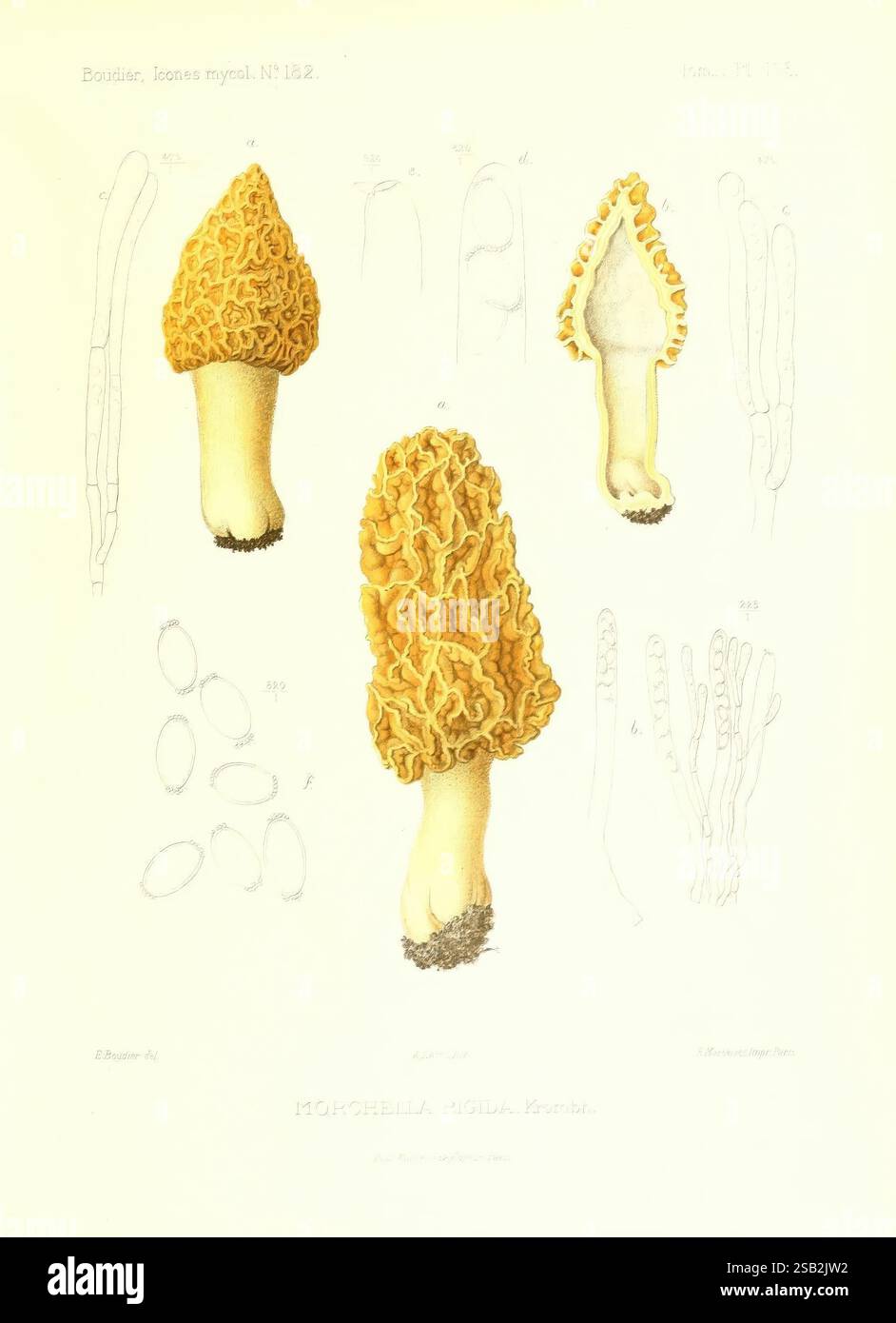 Icones mycologicæ, ou Iconographie des champignons de France ...