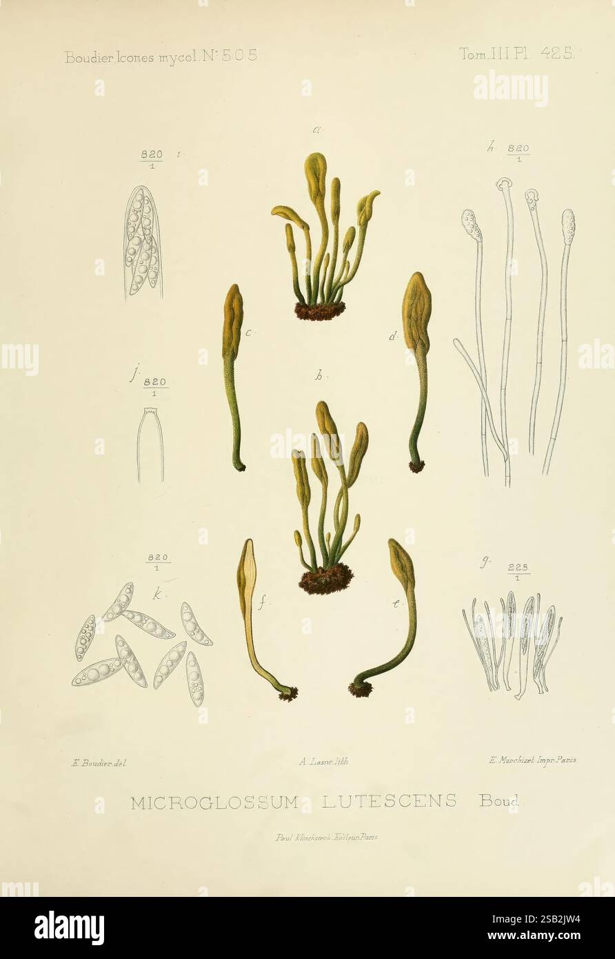 Featuring various morphologies hi-res stock photography and images - Alamy