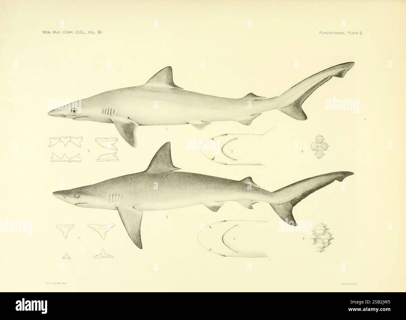 The Plagiostomia, Sharks, Skates, and Rays Cambridge, U.S.A, 1913 ...