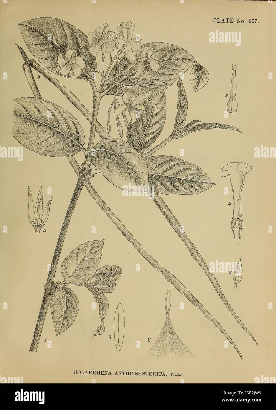 Viewers understanding of botanical morphology hi-res stock photography ...