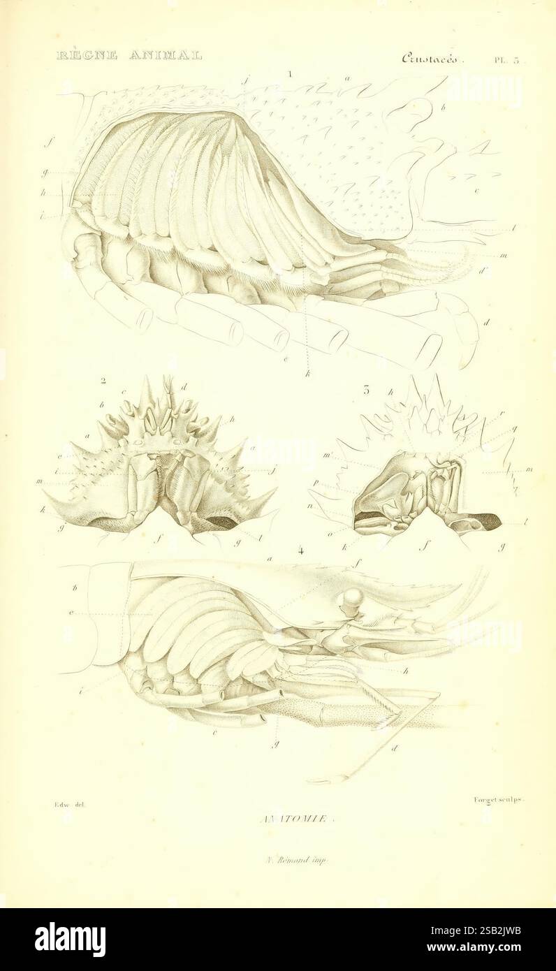 Le règne animal, distribué d'après son organisation, Paris, 1836-1849 ...