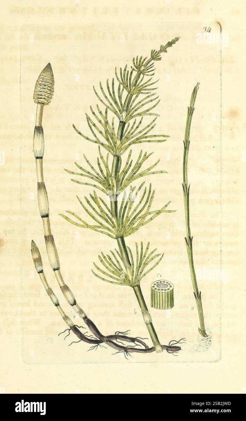 Plants distinctive jointed structure hi-res stock photography and ...