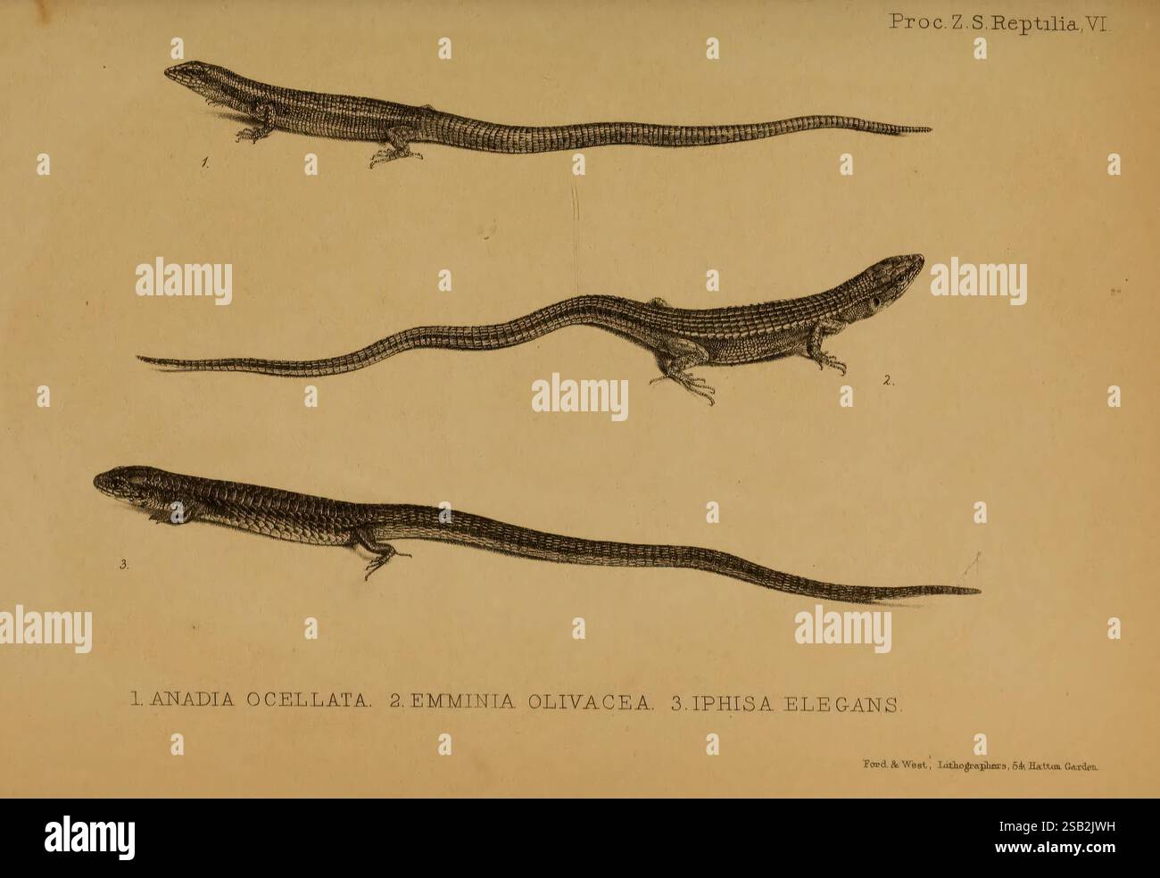 Proceedings of the Zoological Society of London, London, Academic Press ...