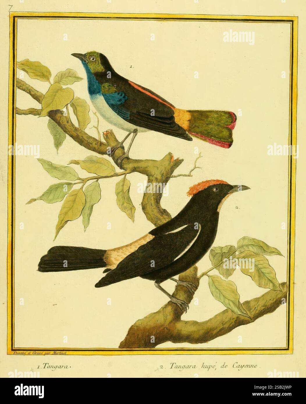 Planches enluminées d'histoire naturelle t.1 Paris?, s.n, 1765-1783 ...