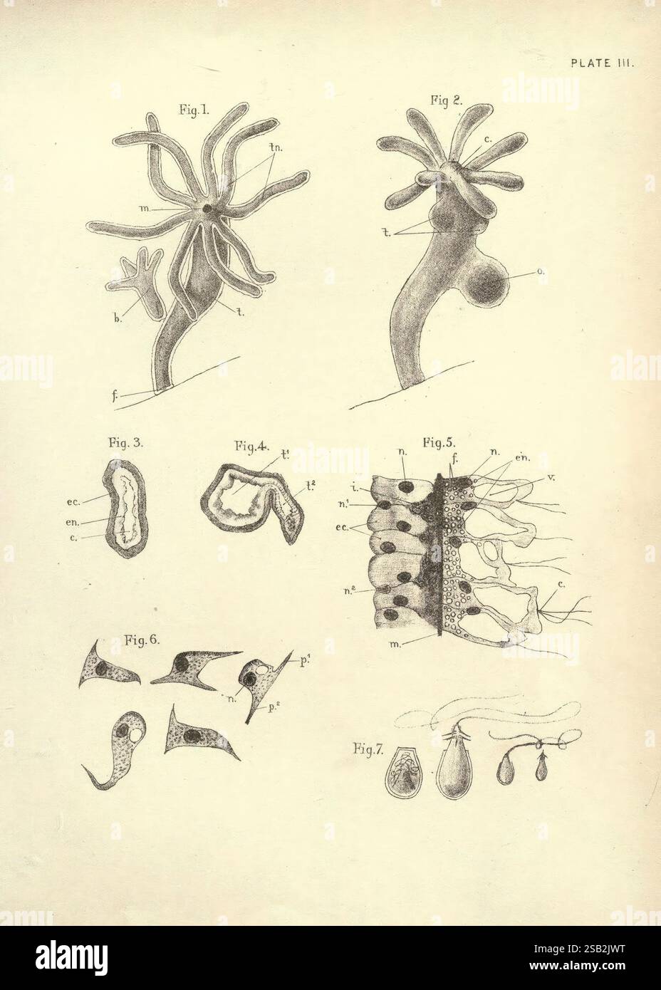 Illustrations of zoology: invertebrates & vertebrates Edinburgh Y. J ...