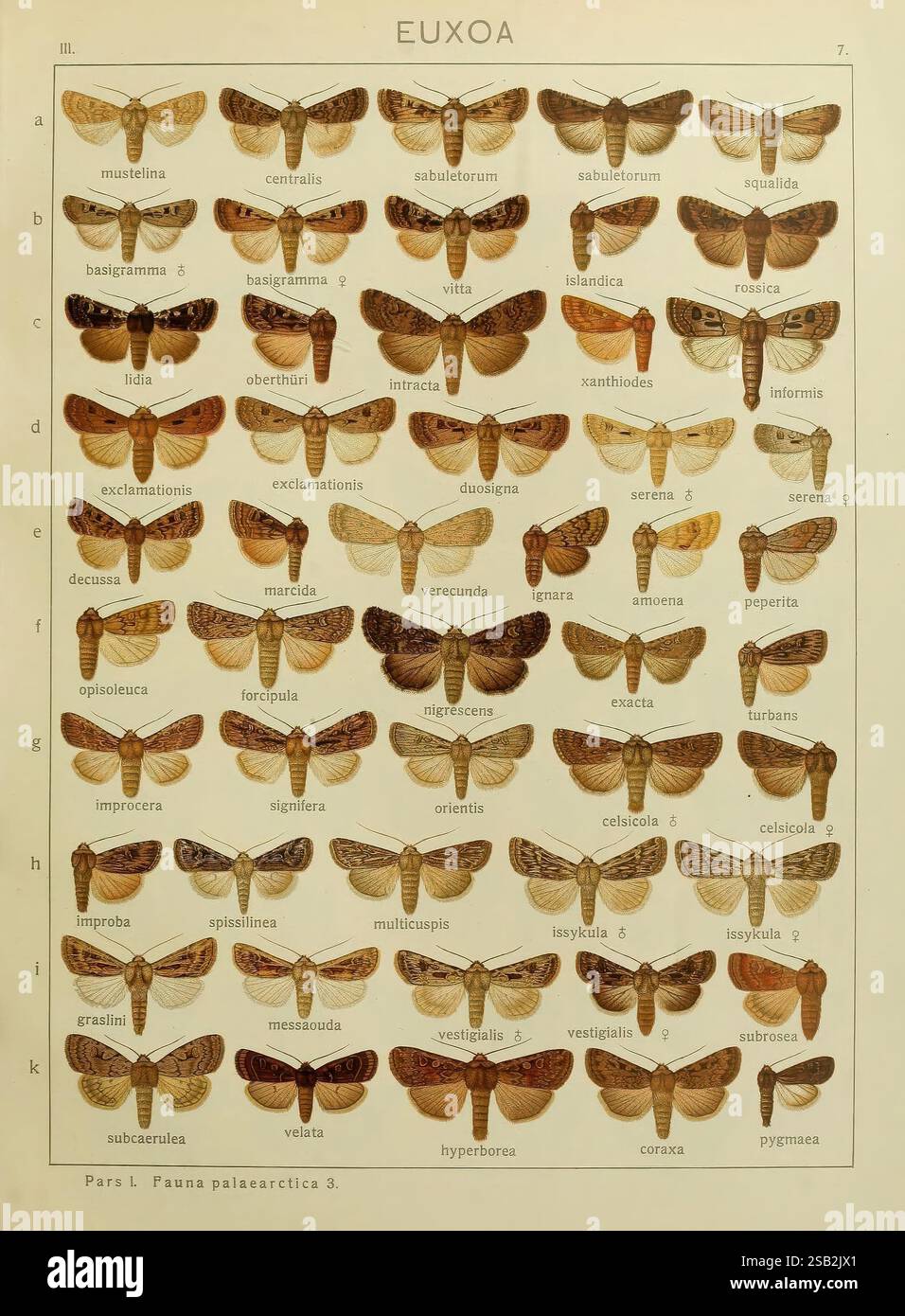 The Macrolepidoptera of the world, v.3, plates Stuttgart, Seitz'schen ...