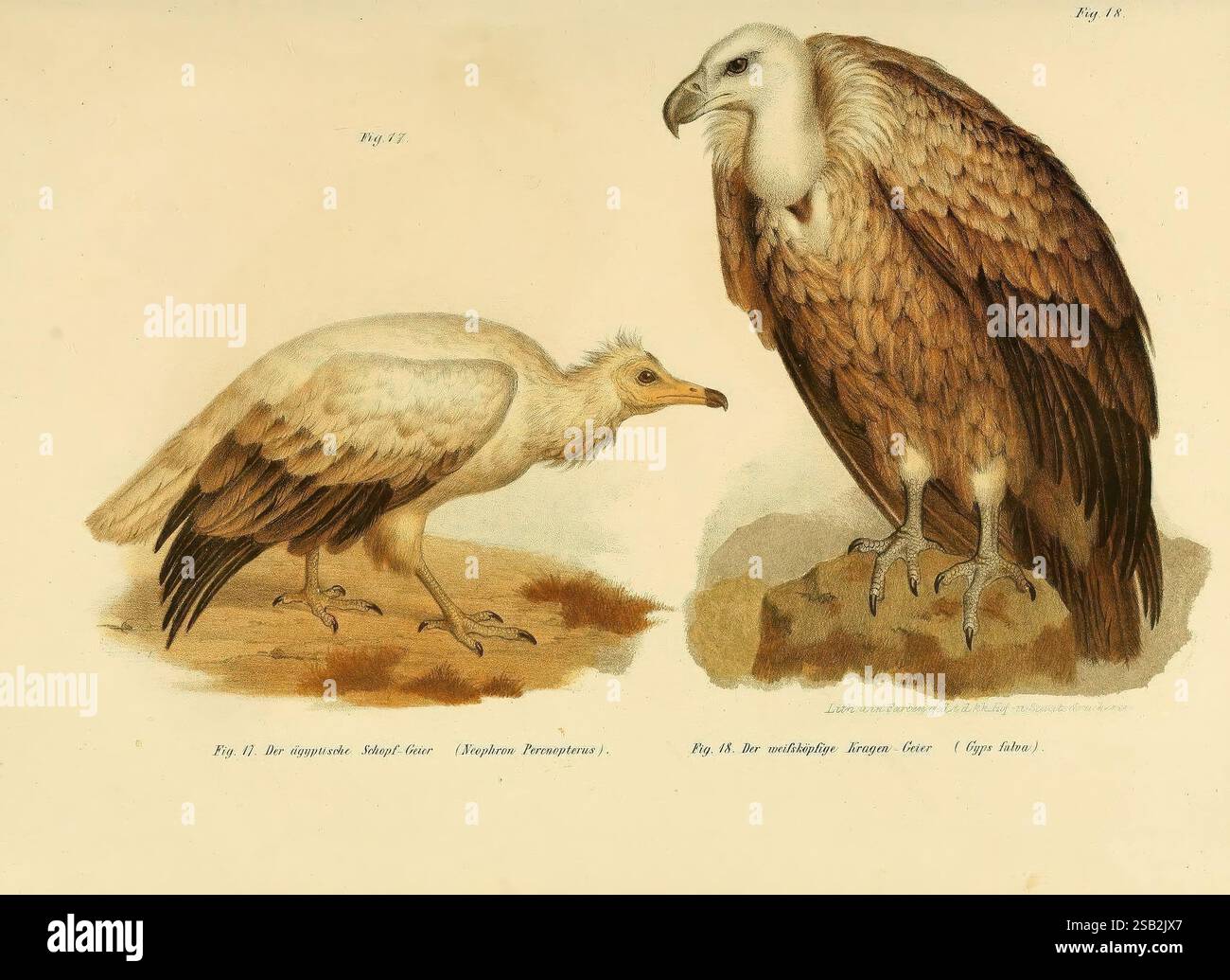 Illustration features two distinct vulture species hi-res stock ...
