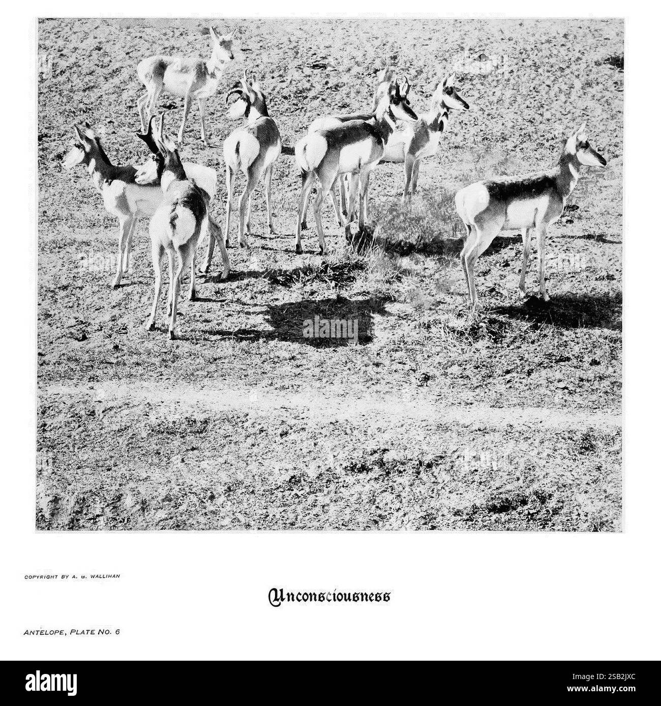 Antelope vigilance hi-res stock photography and images - Alamy