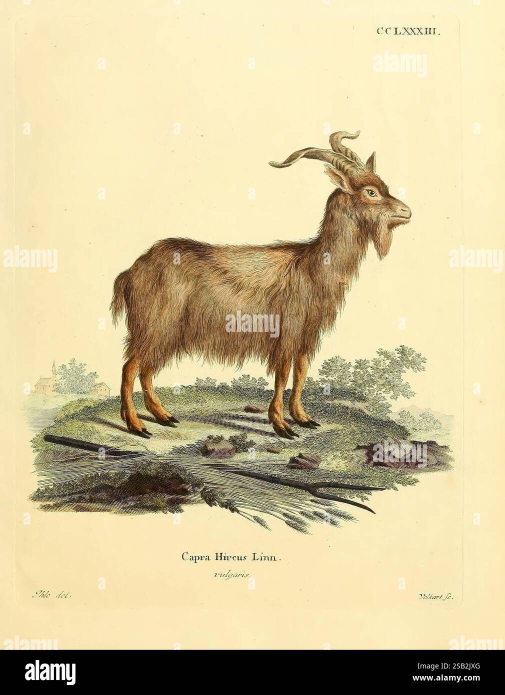 Goats sturdy build hi-res stock photography and images - Alamy