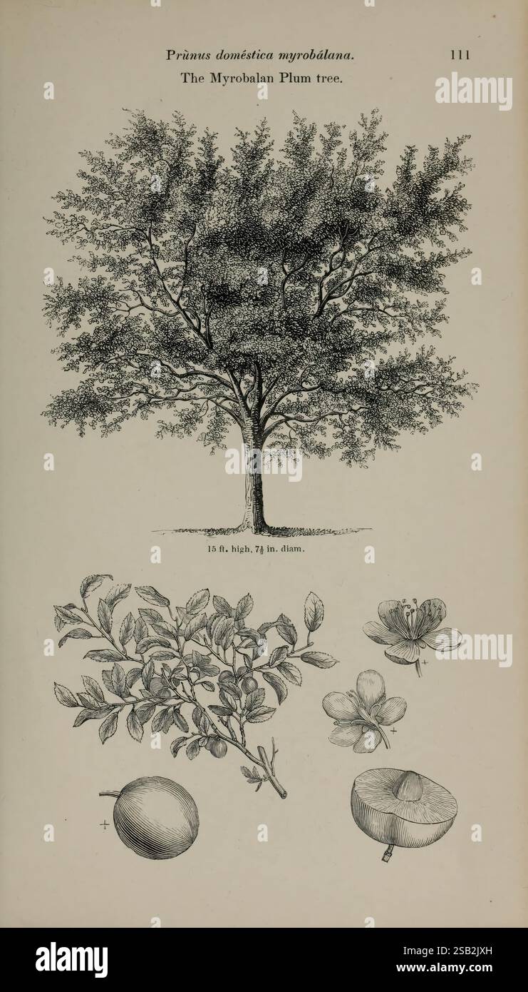 Arboretum et fruticetum britannicum, or London, J.C. Loudon, 1844 ...