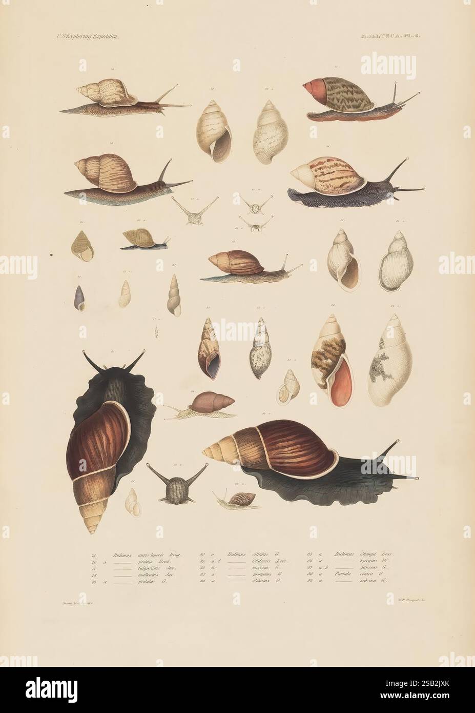 Mollusca, shells, Boston, Gould, Lincoln, 1852, mollusks, This artwork ...