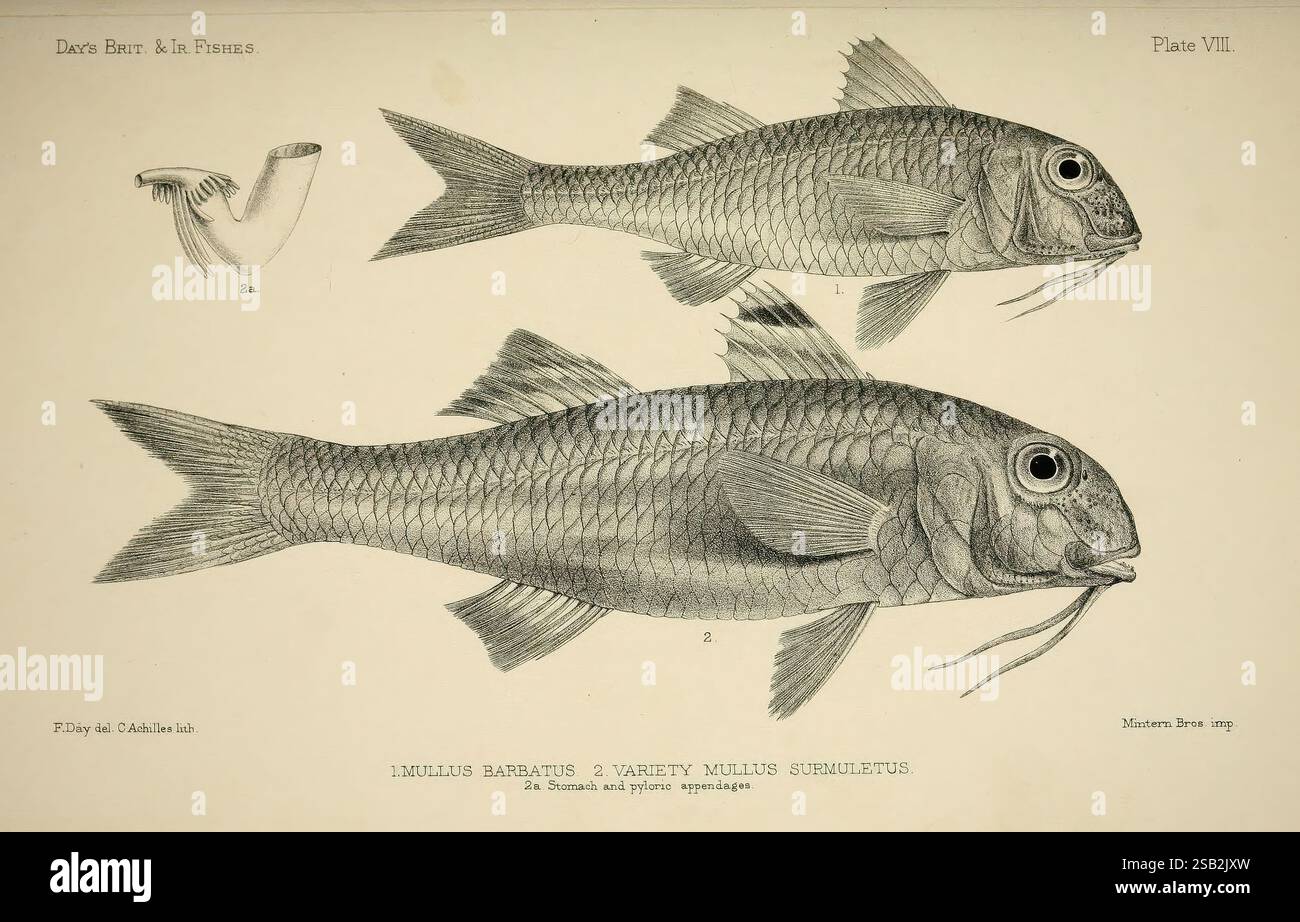 The, fishes, of, Great Britain, and, Ireland, Edinburgh, Williams, and ...