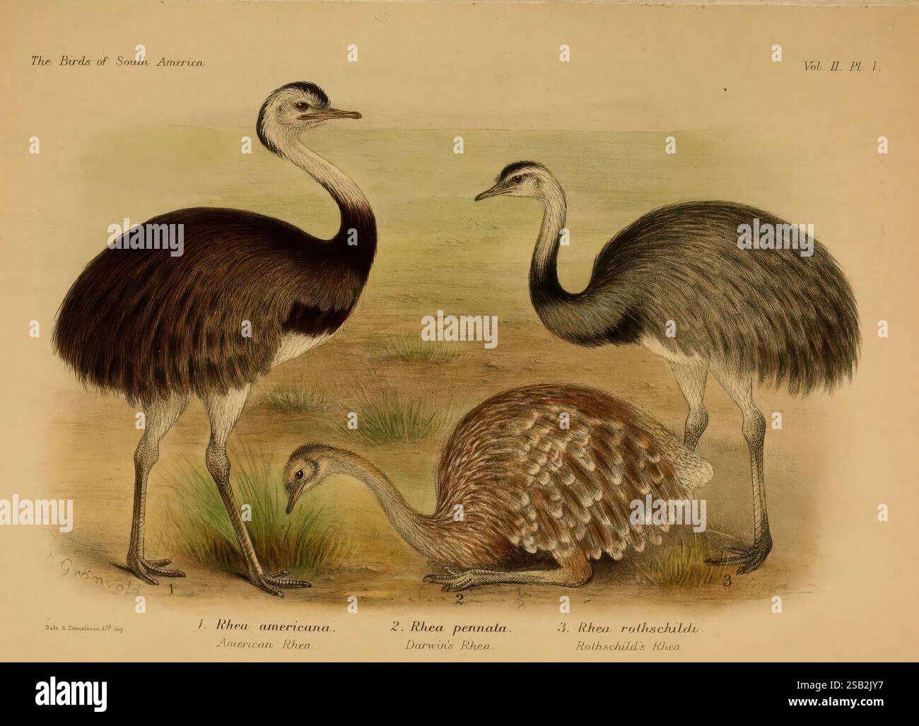 Rhea rothschildi displays hi-res stock photography and images - Alamy