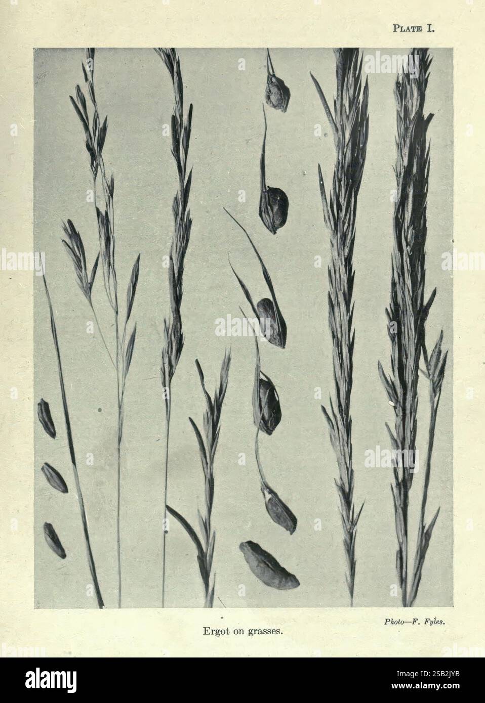 Ergot infestations hi-res stock photography and images - Alamy