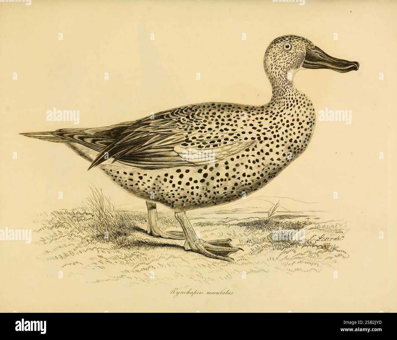 Sir William Jardine, illustrations of the duck tribe, Dumfries, N.B ...