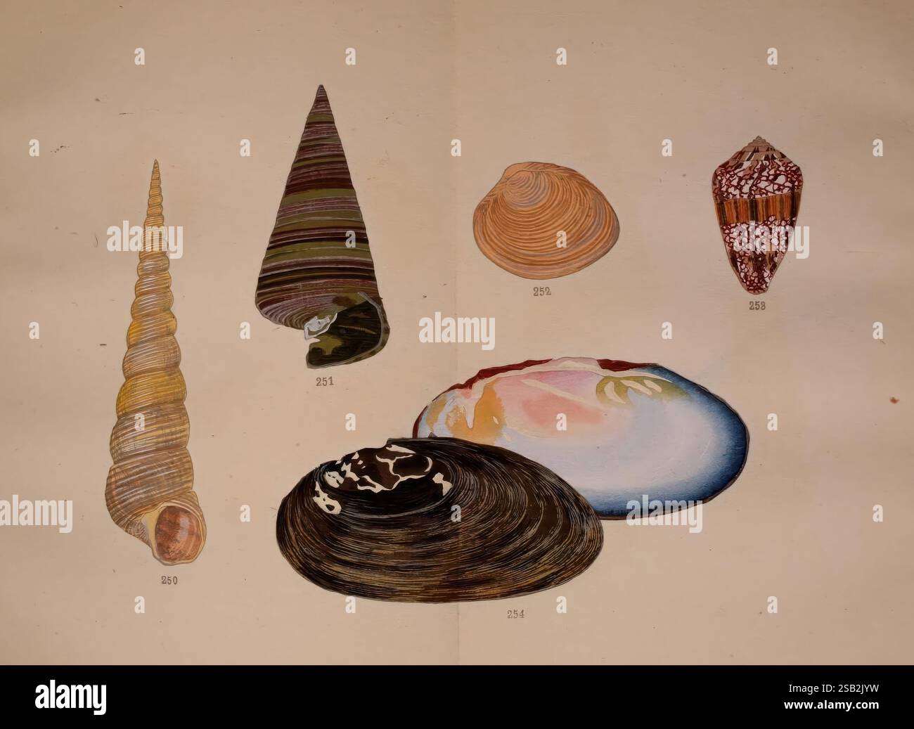 Kaisenshu Kyoto, Yamada Naozoburo, 1914-1915 Japan mollusks pictorial ...