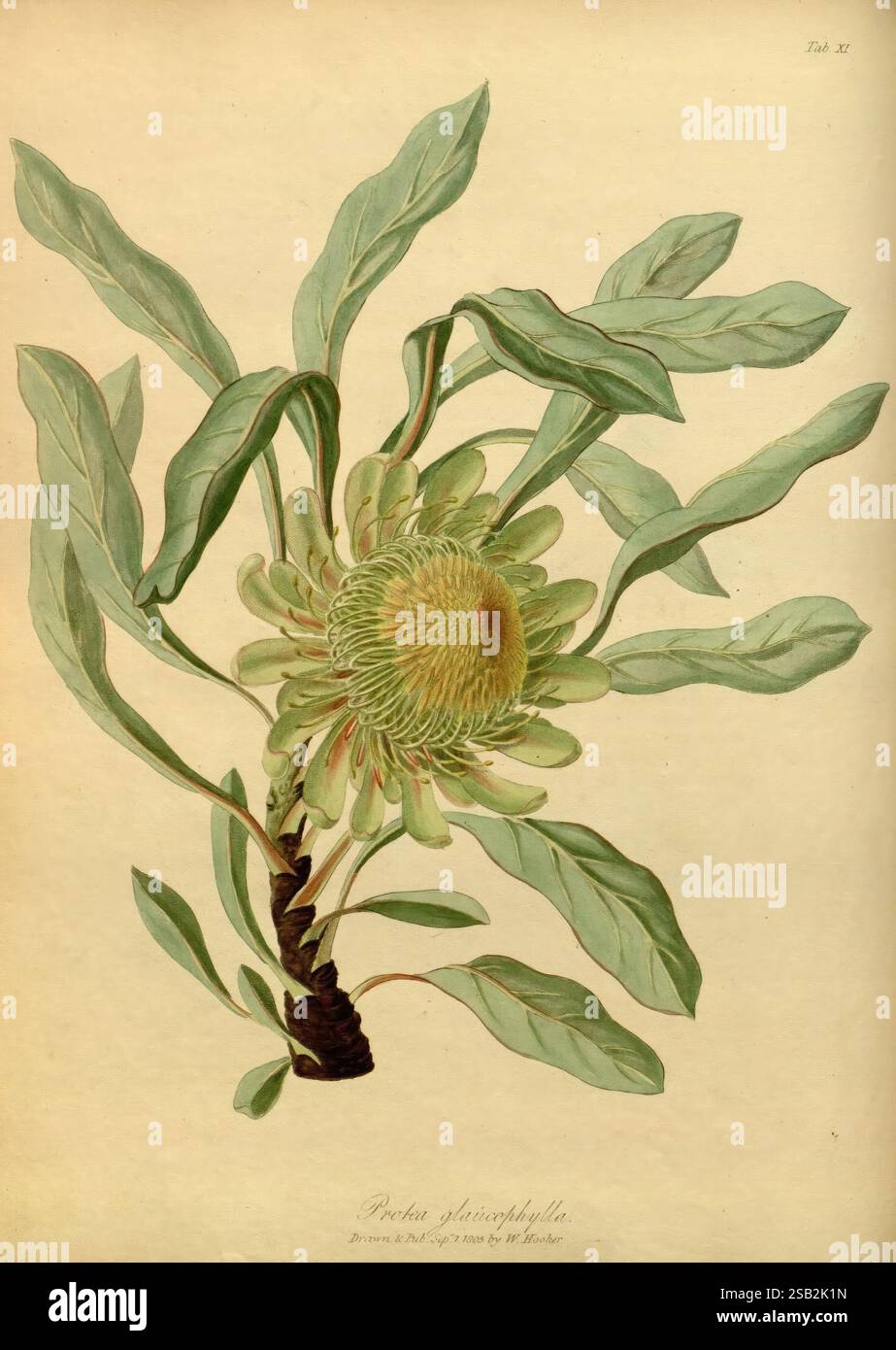 Striking protea goliath hi-res stock photography and images - Alamy