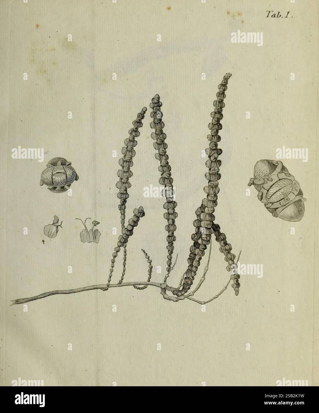 Icones rerum naturalium, Hauniæ [i.e, Copenhagen], Ex officina Mölleri ...
