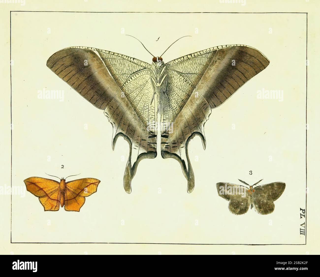 Illustration features three distinct moth species hi-res stock ...