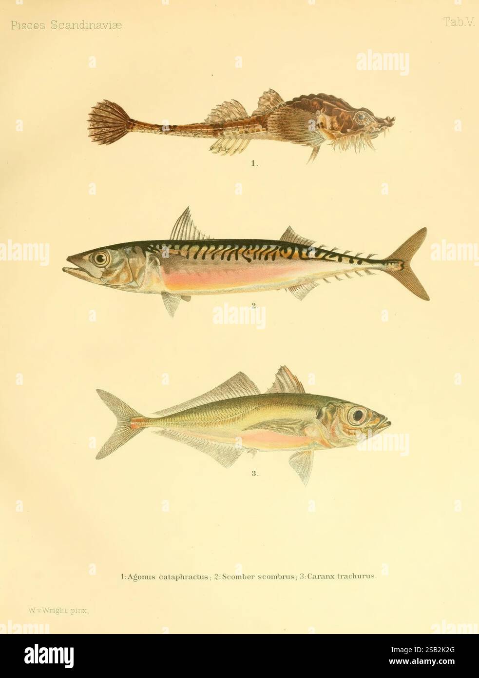 A history of Scandinavian fishes, Stockholm, P.A. Norstedt & söner ...