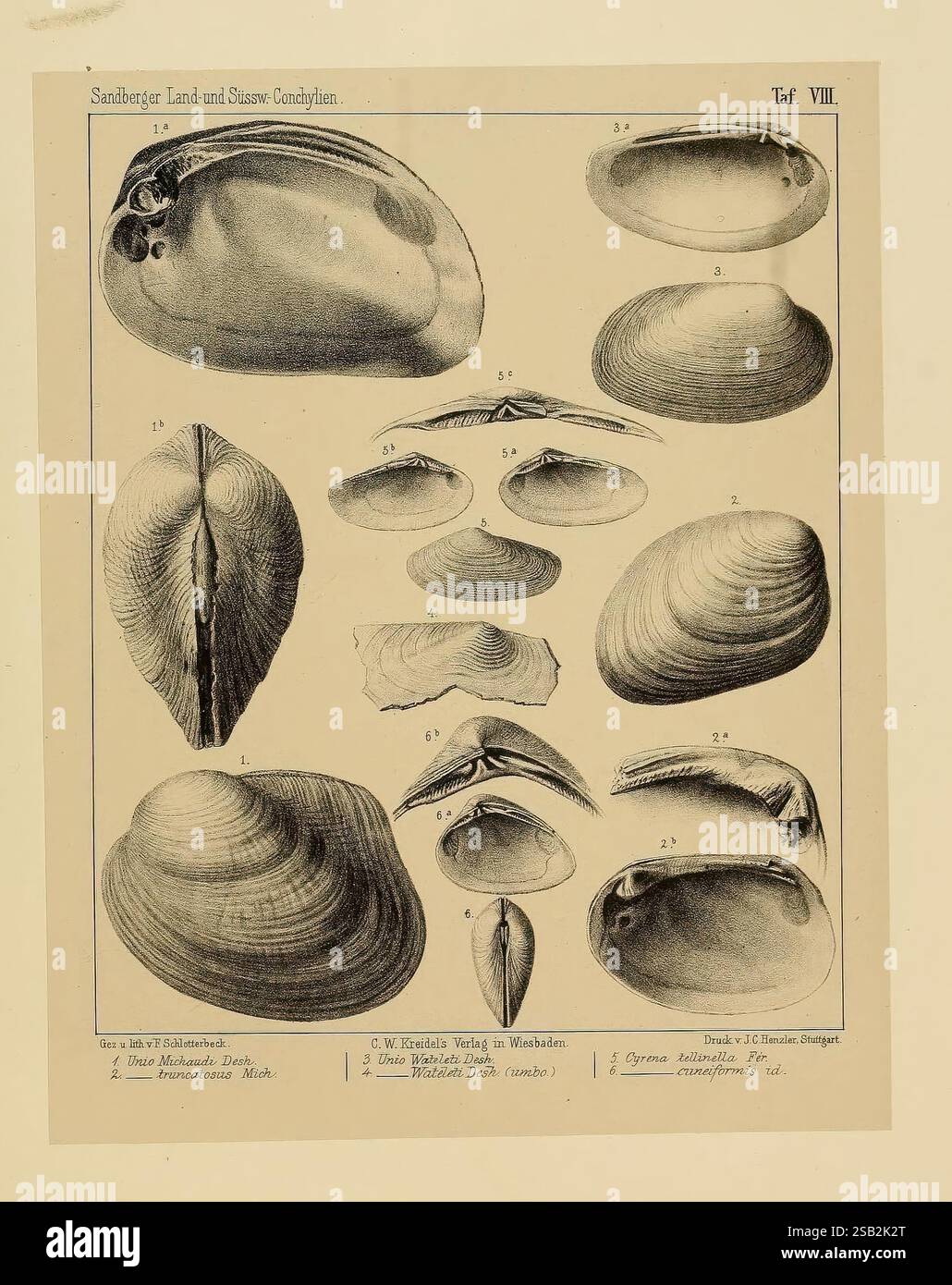 Die, land- und süsswasser, Conchylien, der, Vorwelt, Wiesbaden, C.W ...