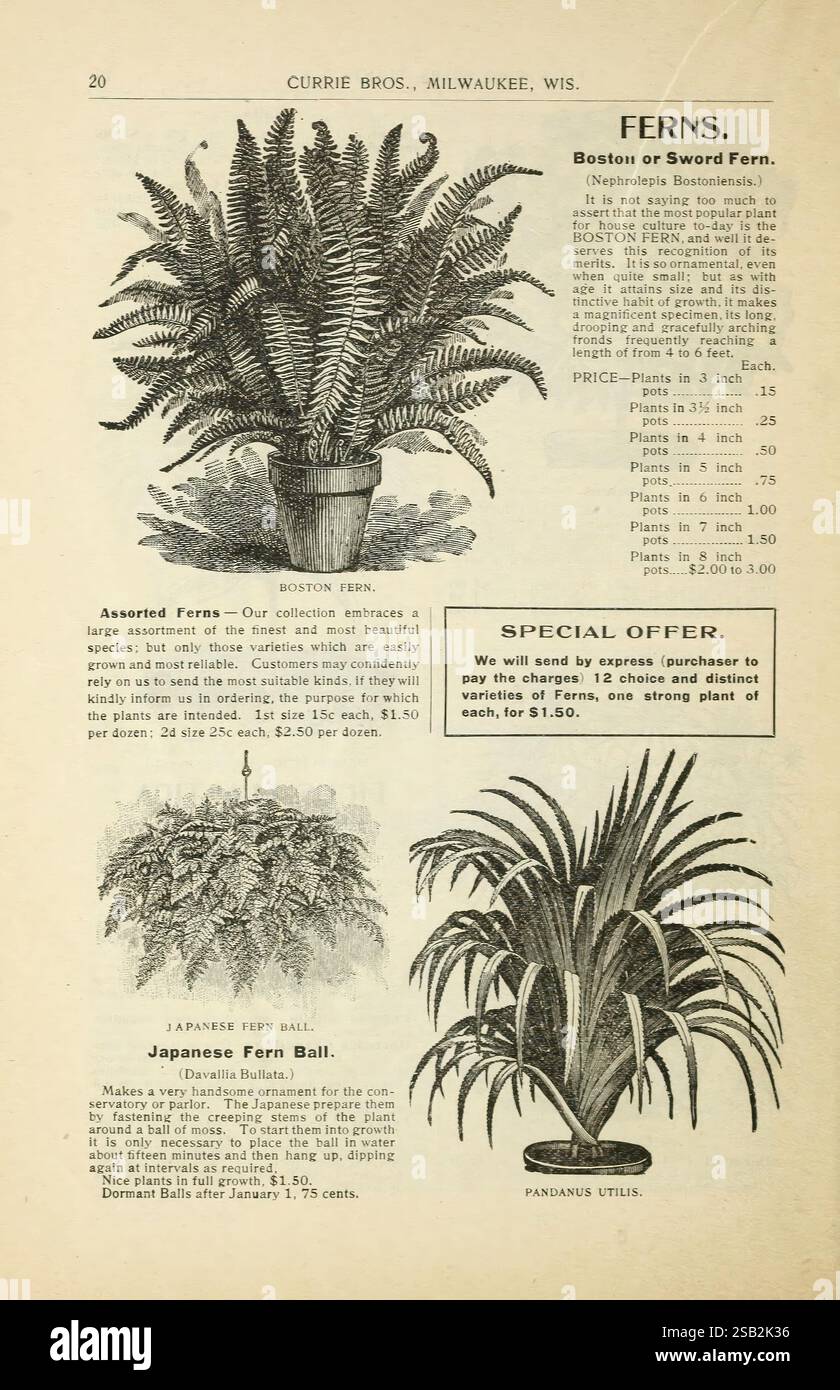 Japanese fern ball hi-res stock photography and images - Alamy