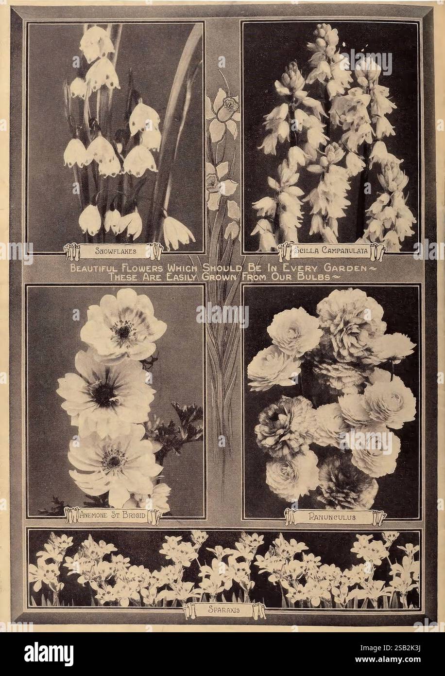 Bottom right highlights ranunculus hi-res stock photography and images ...