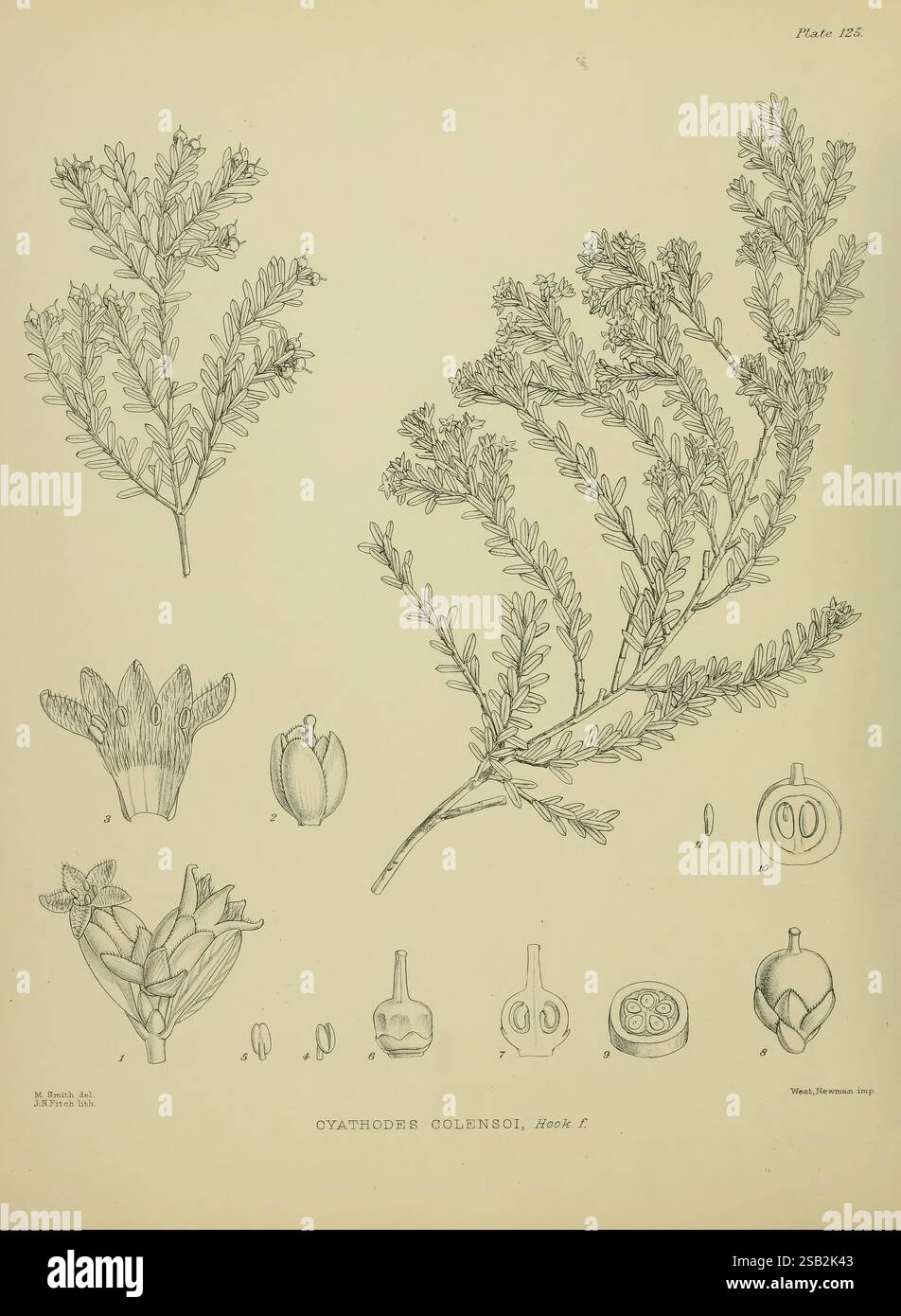 Illustrations of the New Zealand flora Wellington John Mackay Govt ...