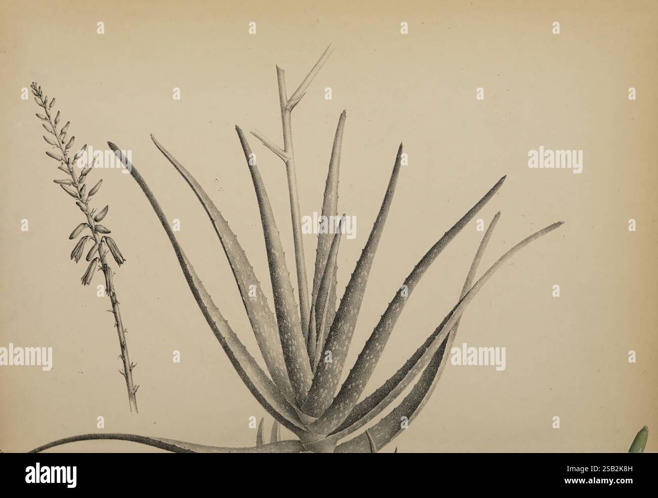 Slender flower spike extending hi-res stock photography and images - Alamy